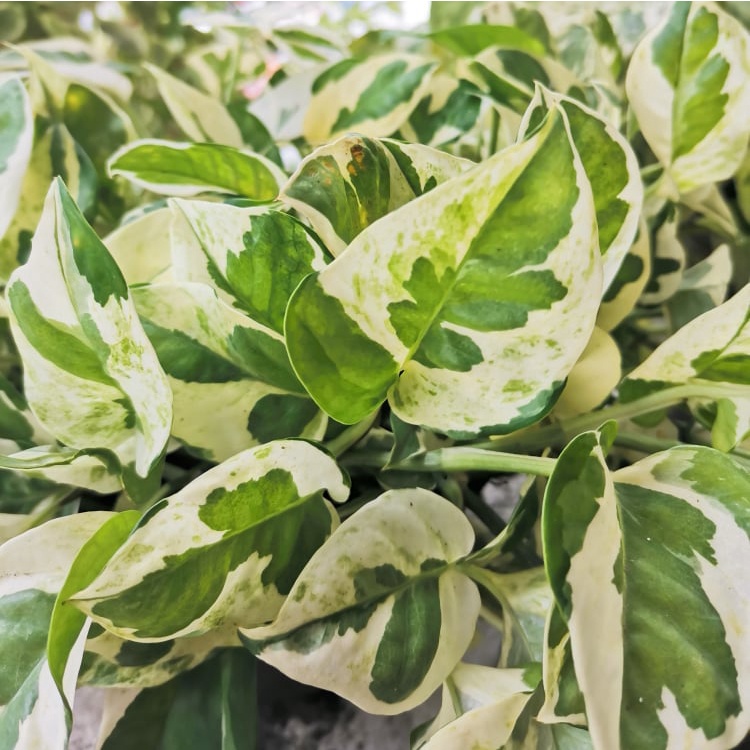 Real Live Money Plant Pokok Duit-Duit N'Joy Pothos (1 Keratan Tanpa ...