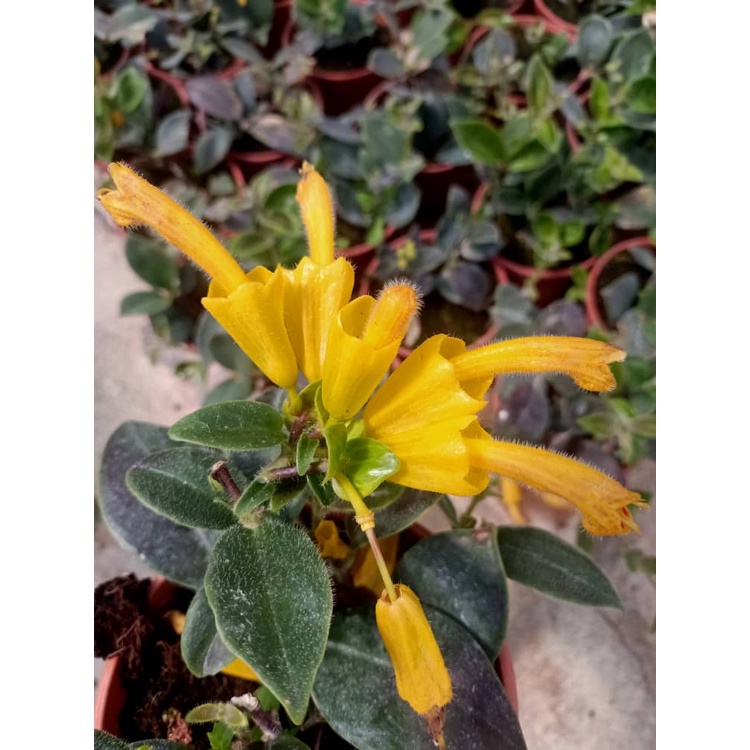 [Hanging Flower] Family of Aeschynanthus Bunga LIPSTICK with hanging ...