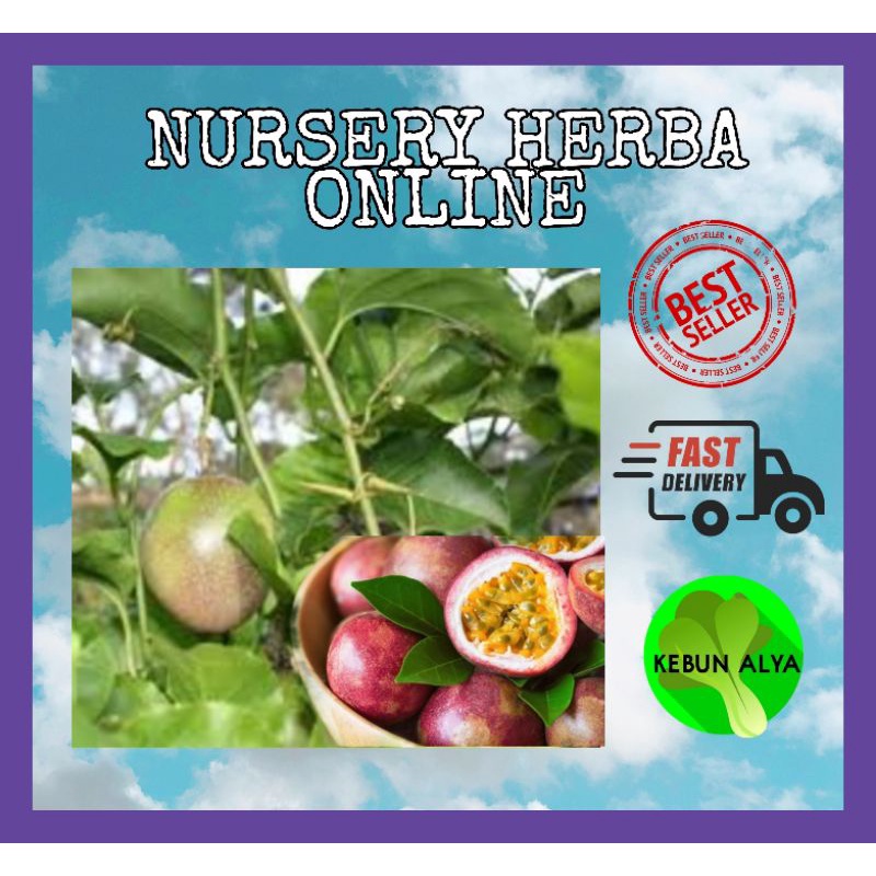 ANAK POKOK MARKISA BERPOLIBAG | Shopee Malaysia