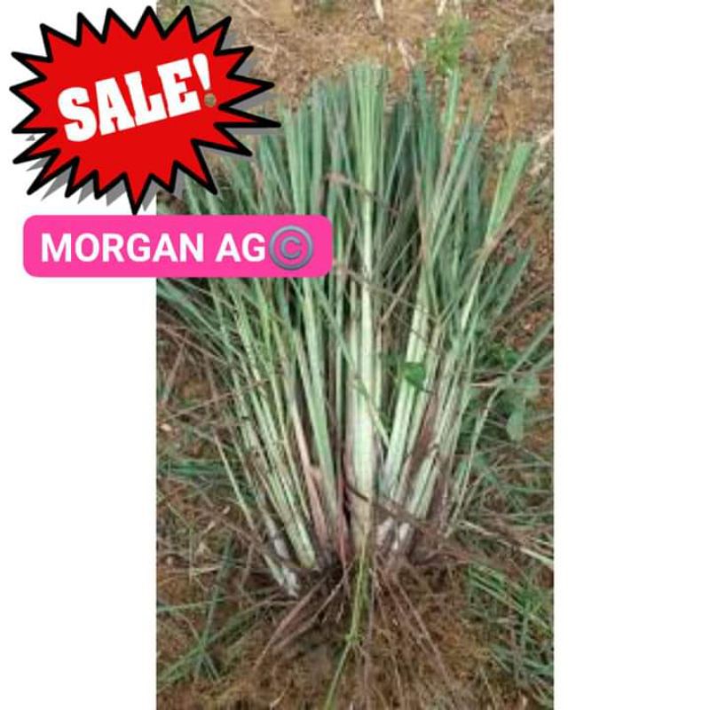 Rizom : Serai Pokok Serai Berakar(Digunakan Dalam Masakkan) | Shopee ...