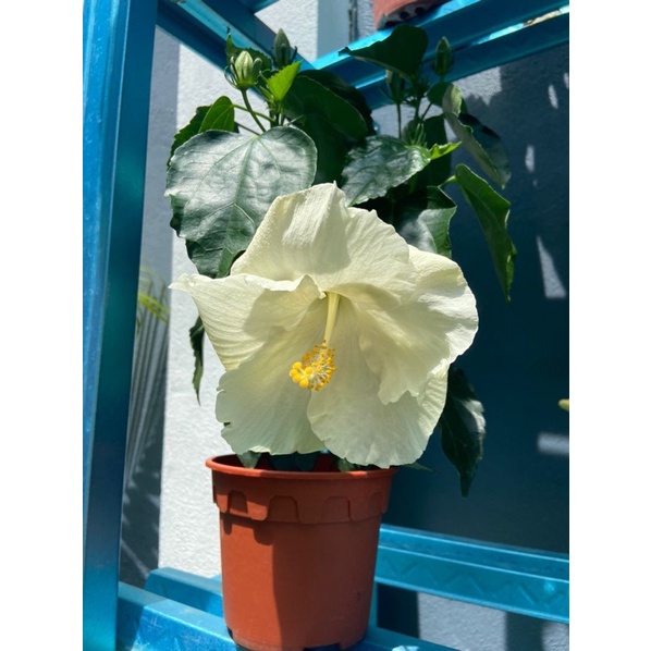 bunga raya hybrid / hibiscus | Shopee Malaysia
