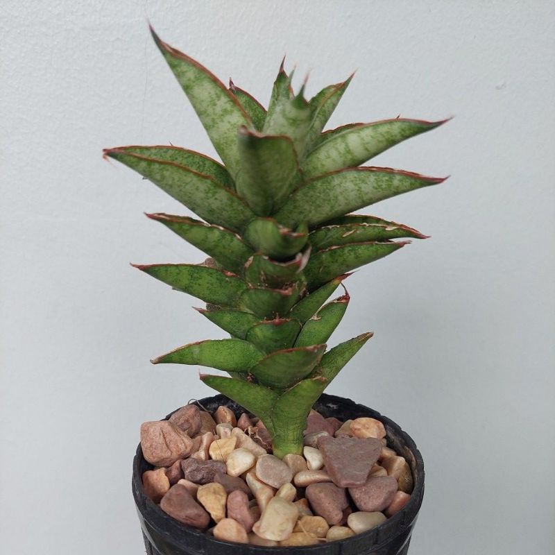 🔥Rare🔥 Sansevieria Hybrid Pagoda | Shopee Malaysia