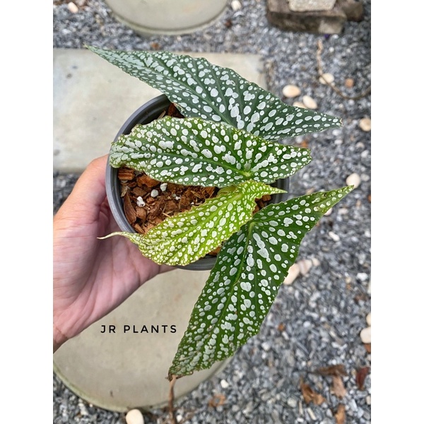 Begonia Series (Begonia Two Faces, Begonia Snow Capped, Begonia White ...