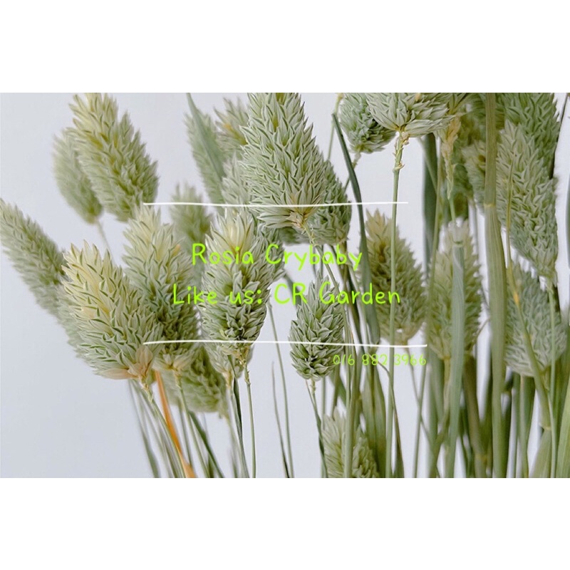 Diamond Grass 5 seeds 美人草 5粒 | Shopee Malaysia