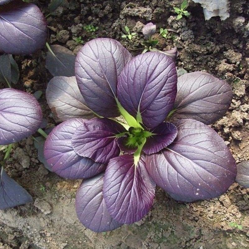 2gram Biji Benih Pak Choy Ungu / Purple Pok Choy / 紫油菜菜籽 紫罗兰 小松菜籽 ...