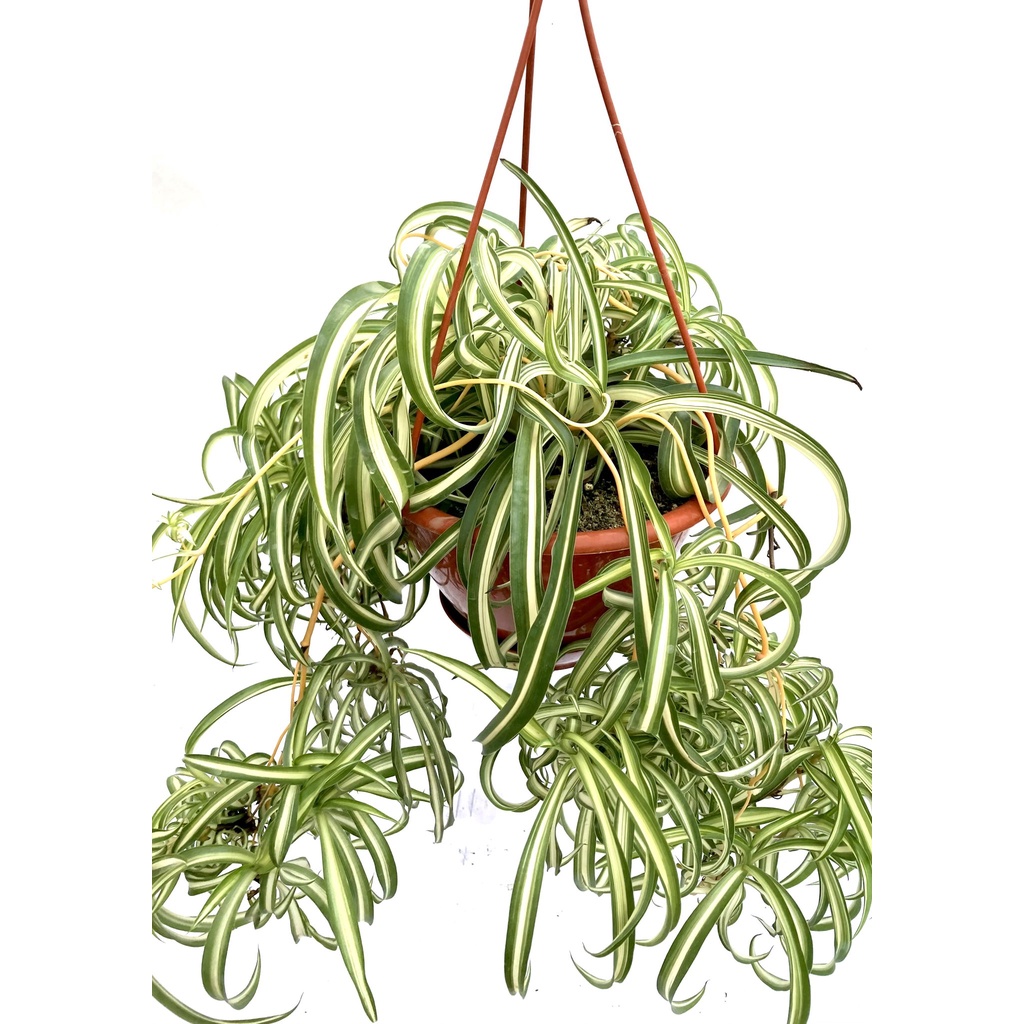 Urban Pokok Spider Plant Curly Hanging Plant [Indoor Plant] | Shopee ...