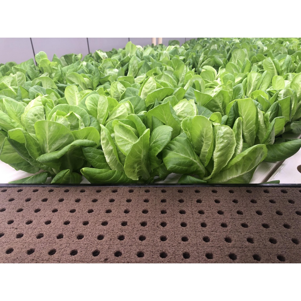 Rockwool Oasis Horticubes [48/72/144/276 CUBES] Hydroponic Aquaponic ...