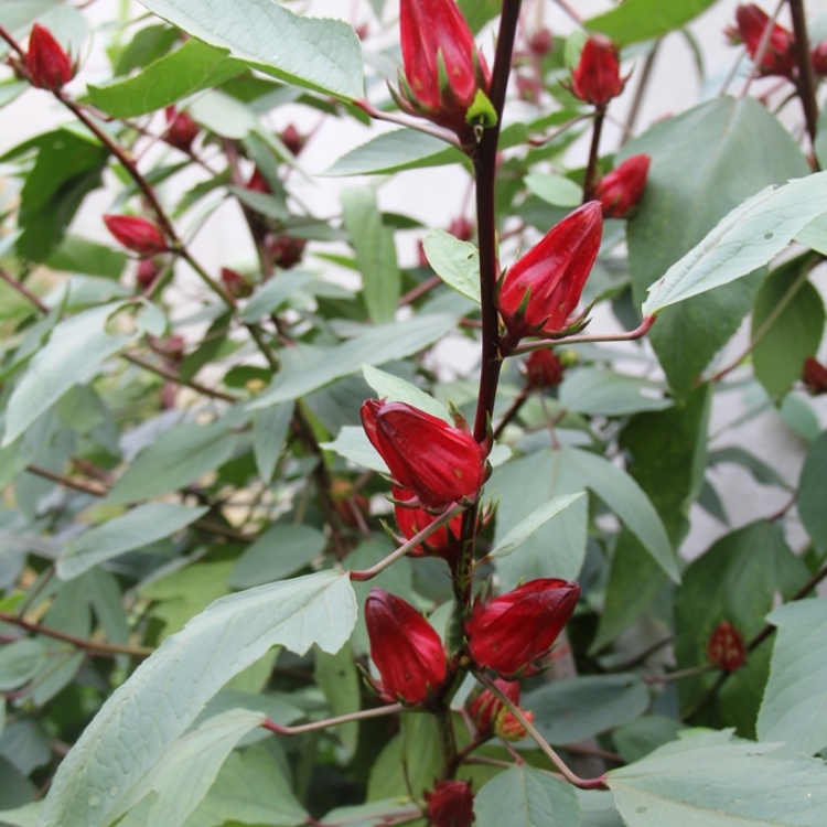 Asam Susur / Roselle (Hibiscus sabdariffa) - Pokok Hidup / Live Plant ...