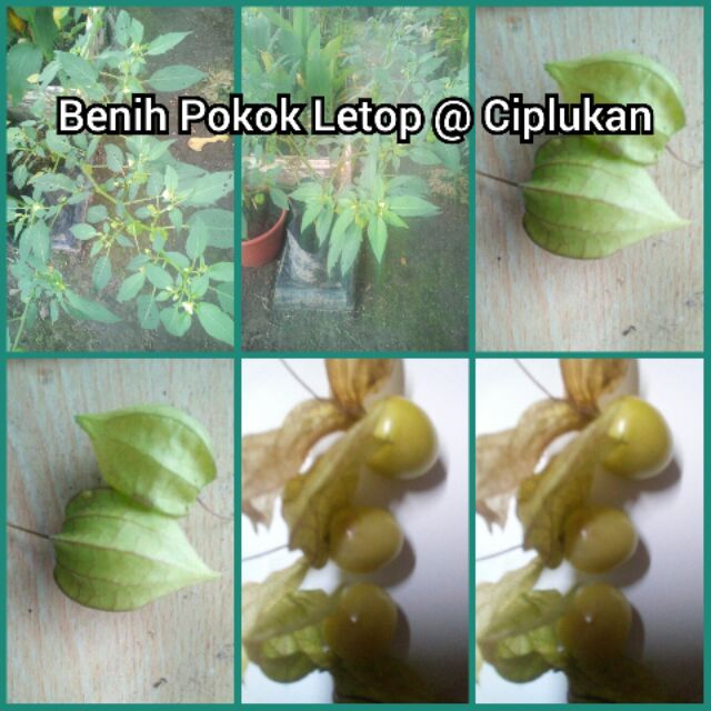 Benih Pokok Letop @ Pokok Letup @ Ciplukan | Shopee Malaysia