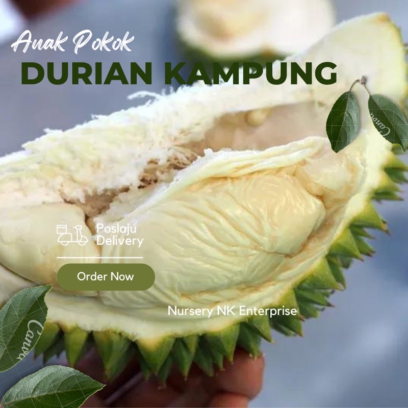 Anak Pokok Durian Kampung | Shopee Malaysia