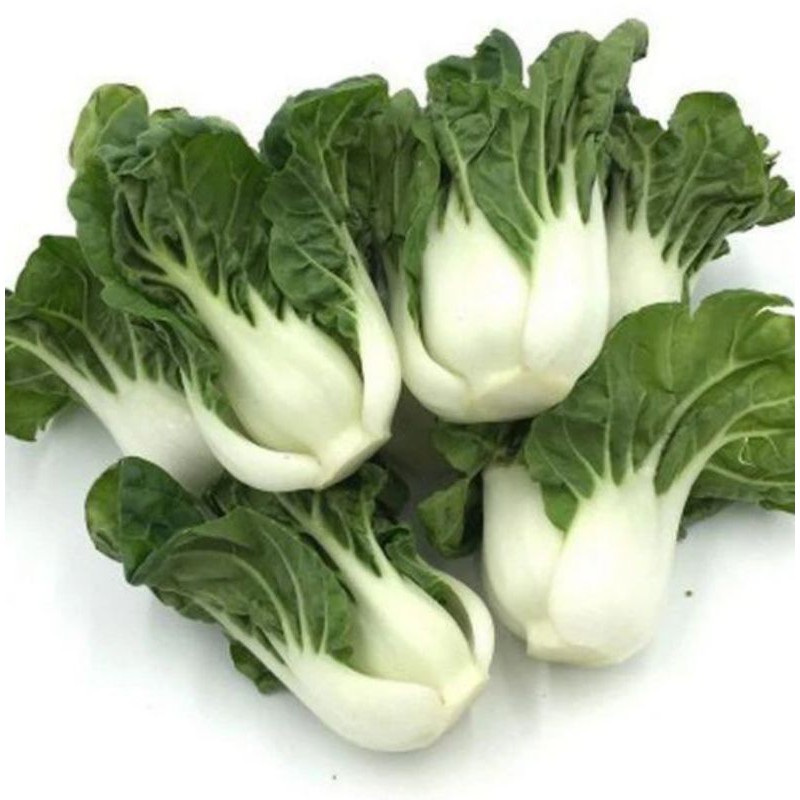 2 gram benih sawi putih renek nai yu pak Choy seed benih sayur murah ...