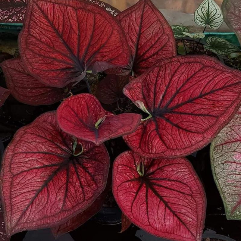 caladium/keladi thailand/beli 5 pokok free 2 pokok | Shopee Malaysia