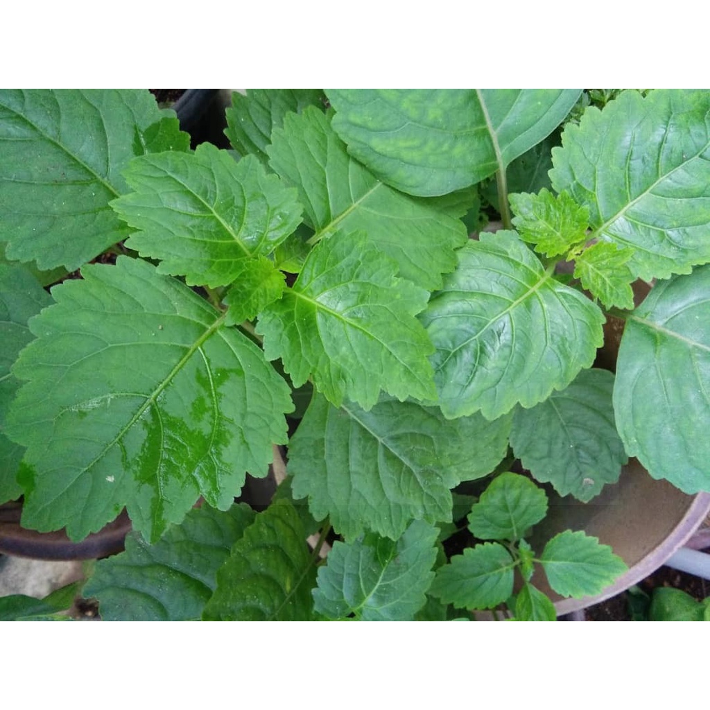 Pokok Nilam Acheh Patchouli Fragrant Herb Shopee Malaysia