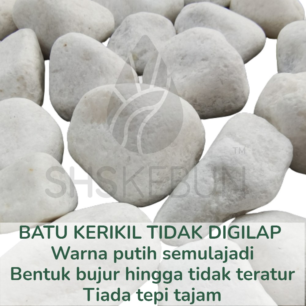 2kg Batu Kerikil Putih Unpolished White Pebble Stones 未抛光白色鹅卵石 SHS ...