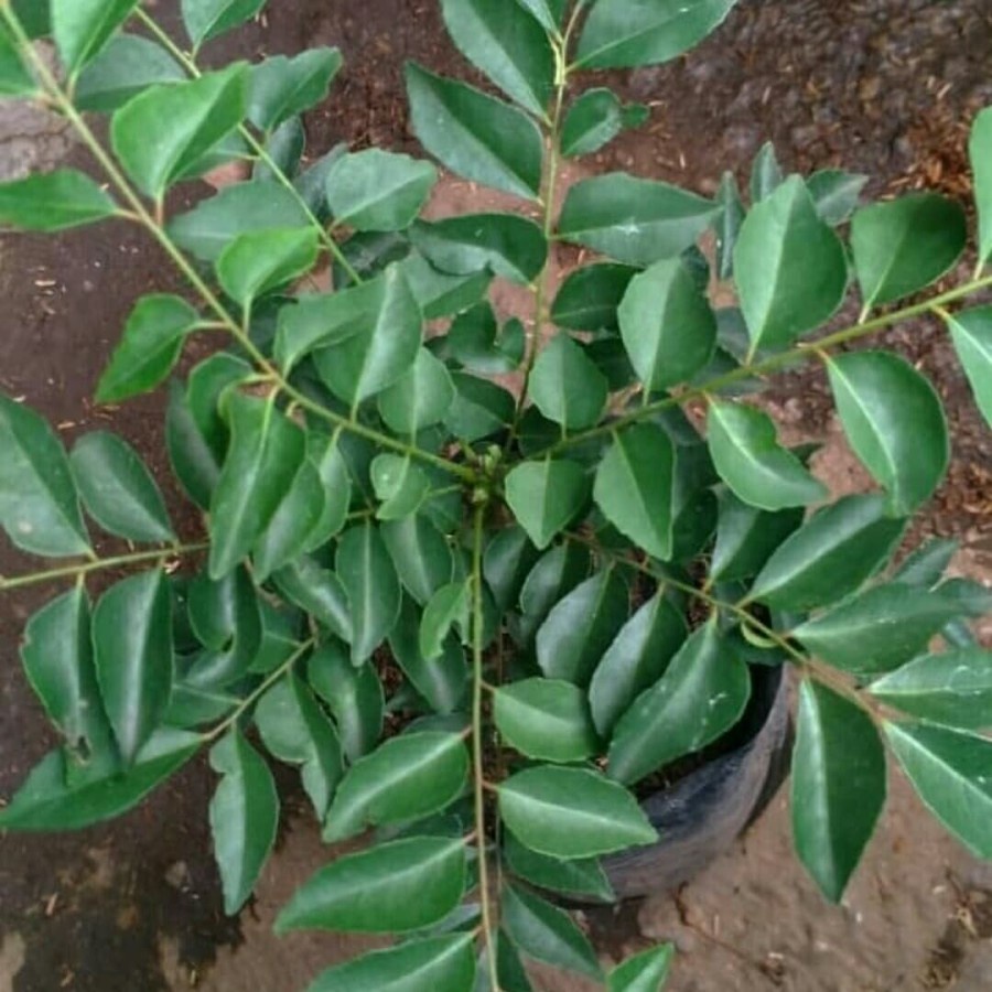 Curry Leaves/Temurui/Salam Koja/Korobelek/Korokeling/Curry Leaves ...