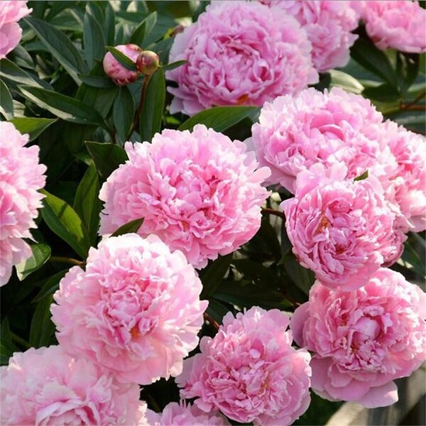 10pcs Mixed Colors Rare Peony Flower Seeds Perennial Peony Flowers Home ...