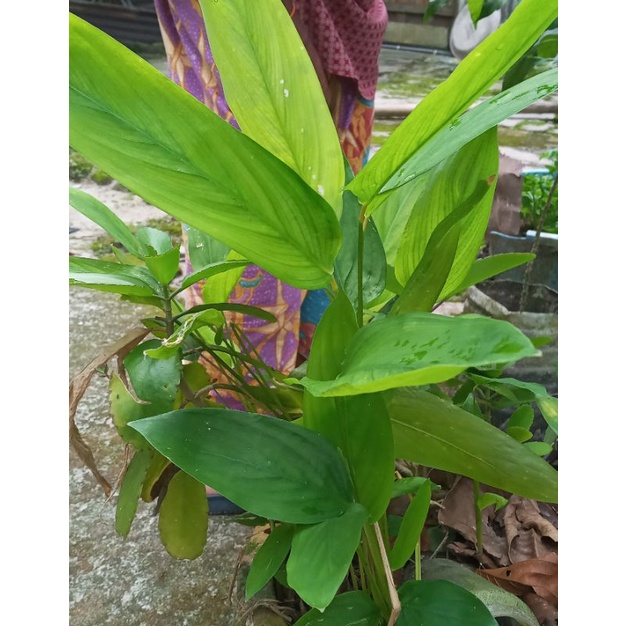 pokok ubi bemban/ubi lerek ubat gatal kulit/kayap | Shopee Malaysia