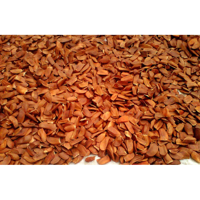 Mahoni Seeds 250gram - Swietenia Macrophylla - Pure - JSR - REMP ...