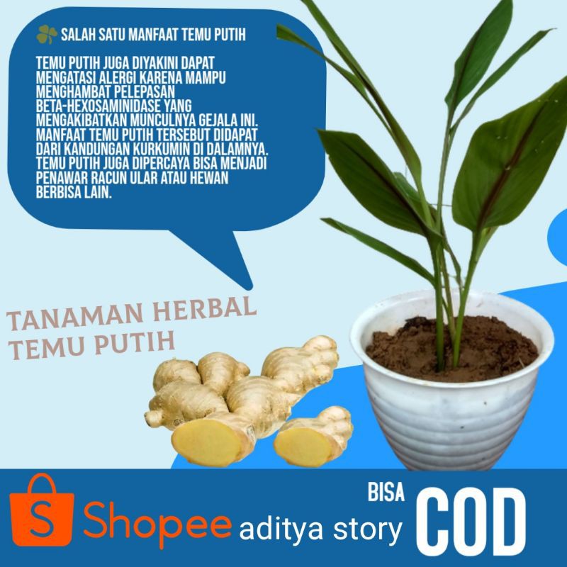 1kg Temu Putih Curcuma Zedoaria Cancer Eradicator Herbal | Shopee Malaysia