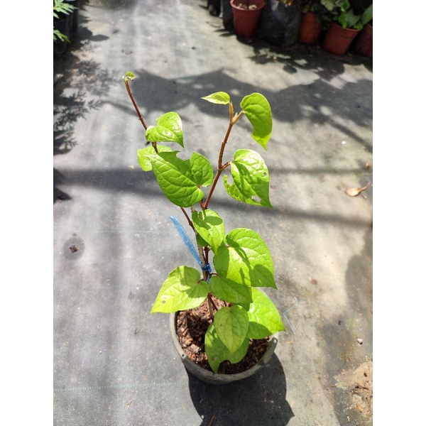 pokok sireh(betel vine) | Shopee Malaysia