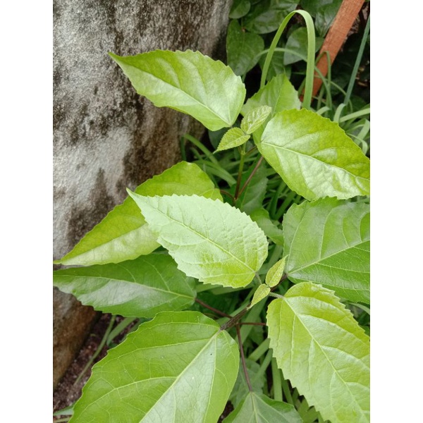 Anak pokok bebuas@singkel dalam polibeg (preorder)/keratan 10inci ...