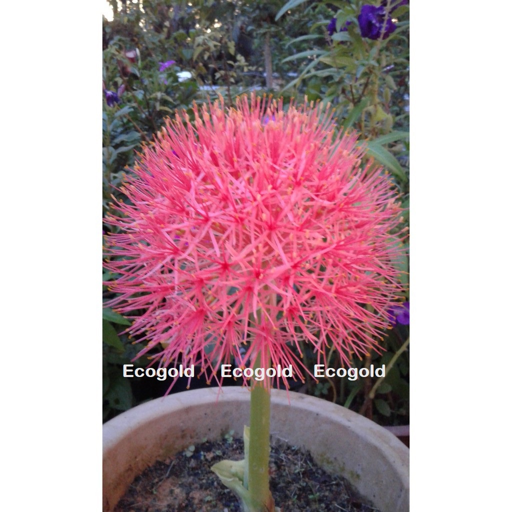 Fireball Lily / Red Ball Lily / Torch Lily | Shopee Malaysia