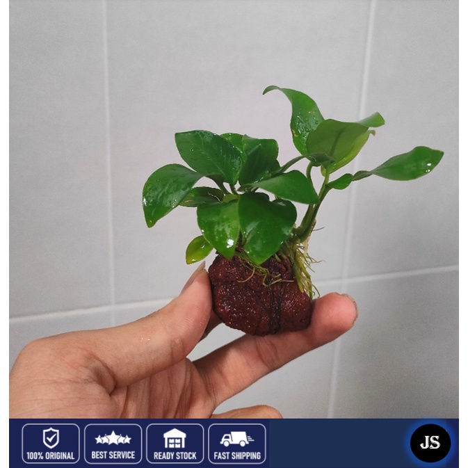 🔥Buy 3 Free 1🔥Anubias, Windelov & Java Fern Aquatic Live Plant (Anubias Nana/Pokok hiasan ...