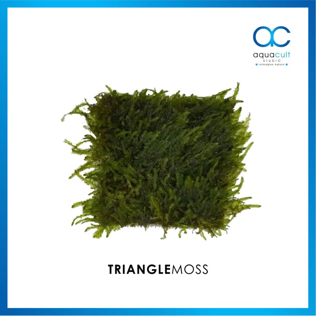 Triangle Moss ( Aquarium / Aquascape / Paludarium / Vivarium / Plant ...