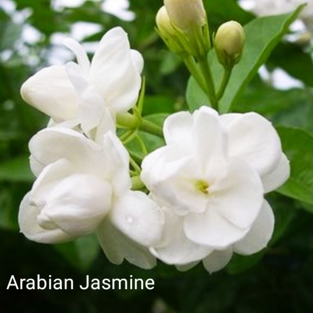 Pokok Bunga Melur (Arabian Jasmine). | Shopee Malaysia