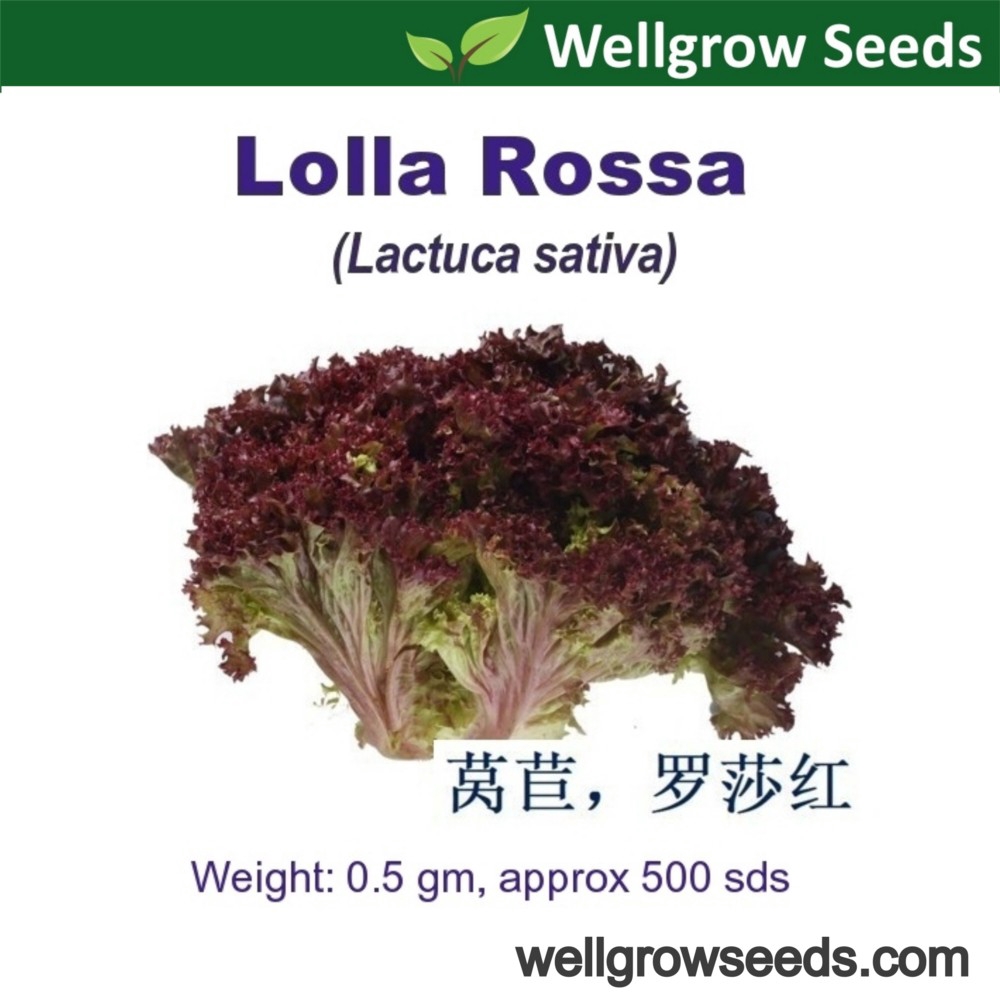Lettuce Lolla Rossa Seeds (0.5gm, approx 500 sds) 莴苣，罗莎红 Biji Benih ...