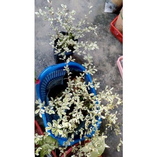 Bucida Variegated real live outdoor plant 花叶雨伞树 anak pokok busida batik ...