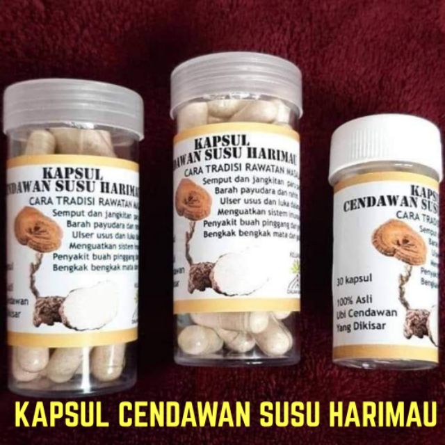 Cendawan Susu Harimau Asli | Shopee Malaysia