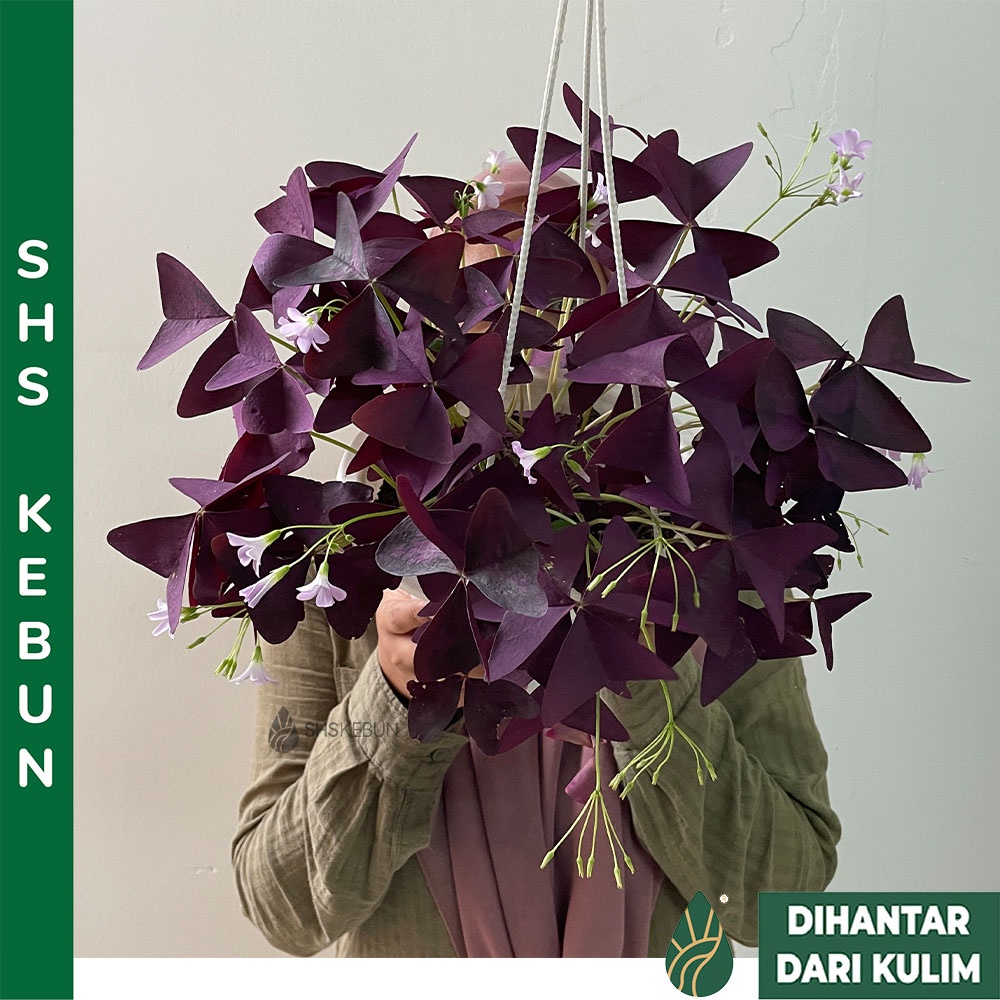 Pokok Oxalis Pokok Rama-Rama Pokok Rerama 紫色幸运草/三角紫叶酢漿草/花/活植物 Flower ...