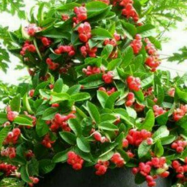 Anak pokok Jambu Bertih Merah | Shopee Malaysia