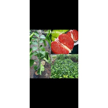 anak pokok limau Bali merah hybrid thai | Shopee Malaysia