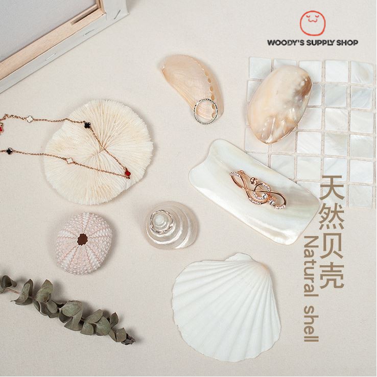 Ins Style Natural Seashell | Home Decor | Photo Shoot Props I DIY ...