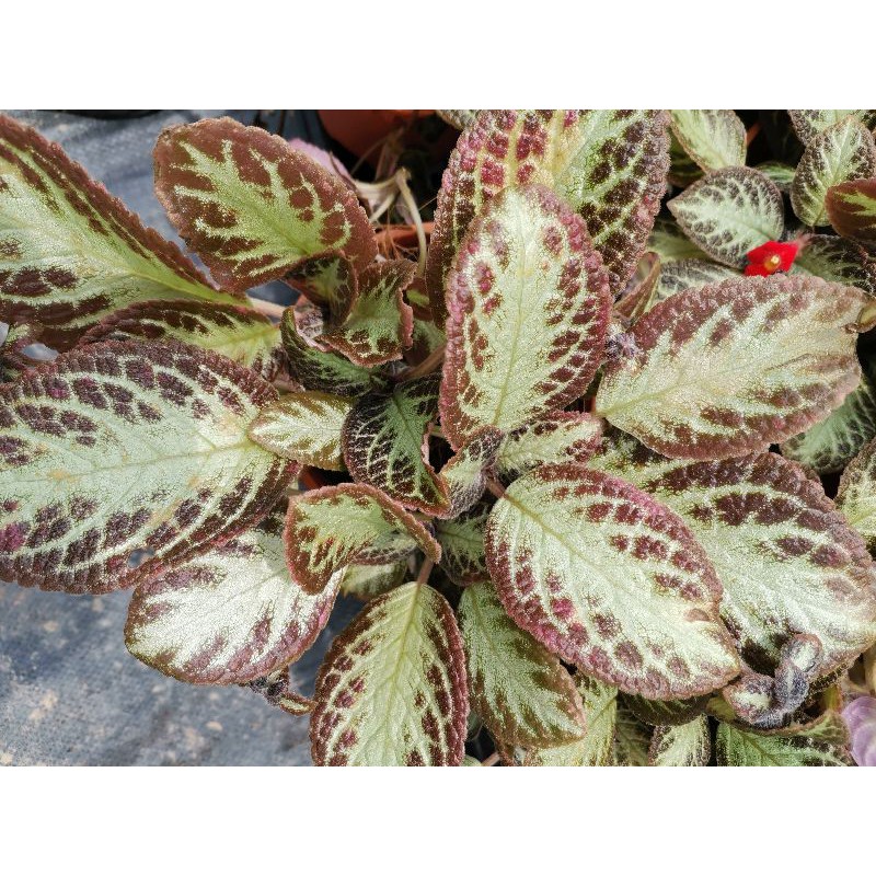 🌱 Green Yellow Episcia | Real live plant | Indoor plant 🌱 | Shopee Malaysia