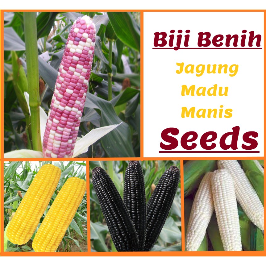 Sweet Corn Seed Biji Benih Jagung Warna Kuning Hitam Putih Jagung Manis ...