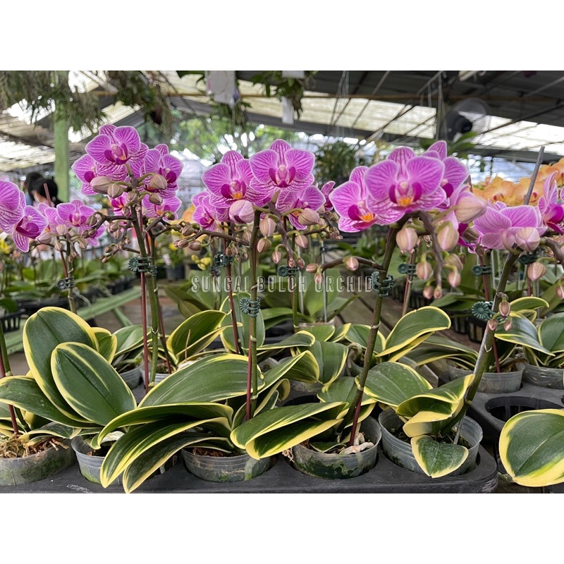 Variegated Leaves ｜ Phalaenopsis Sogo Vivien ｜ 金边小飞象 | Mini Moth Orchid | Shopee Malaysia