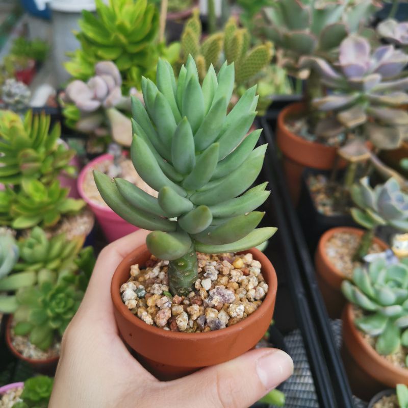 Succulents 千手佛 多肉 5cm 裸根脱土发 一物一拍 | Shopee Malaysia