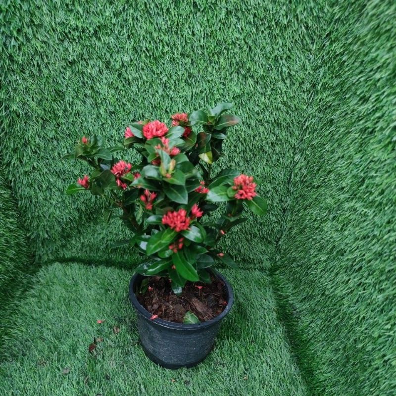 (READY STOCK)IXORA VIETNAM / BUNGA JARUM | Shopee Malaysia