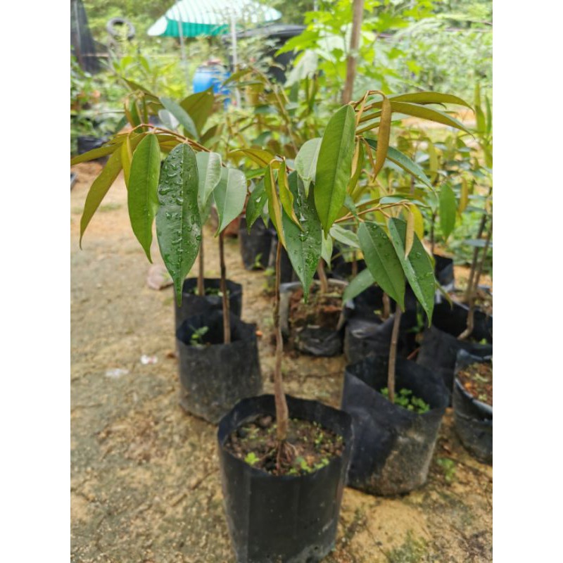 Anak pokok durian IOI @ D168 @ HAJAH HASMAH @ MAS MUAR | Shopee Malaysia