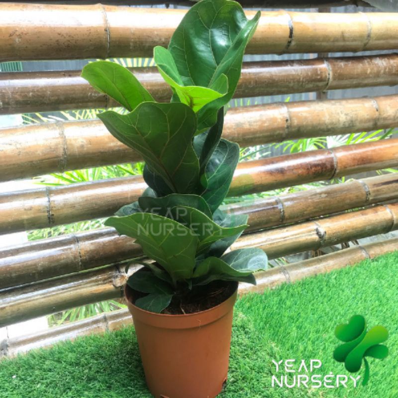 FICUS LYRATA SINGLE STEM | Shopee Malaysia