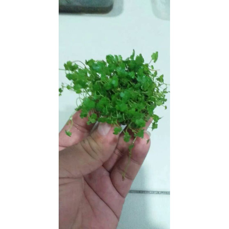 Hydrocotyle tripartita in cup form,water plant ,terrarium plant ...