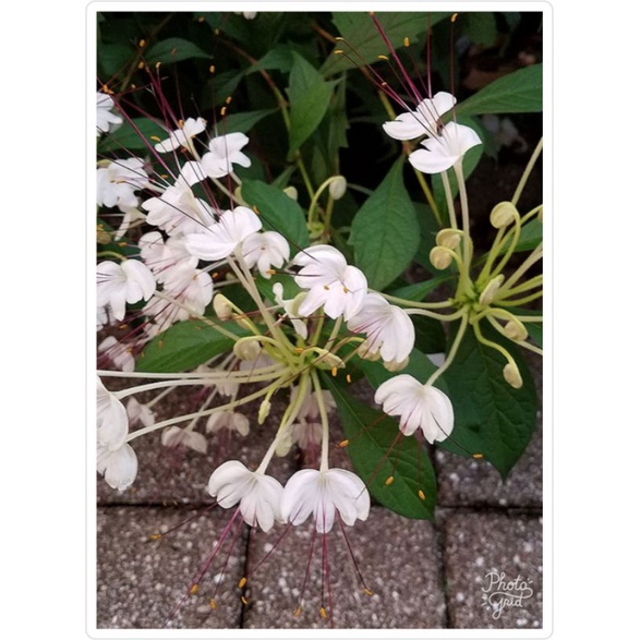 KKB Clerodendrum Incisum, Musical Note Plant, Do Re Mi Plant, Pokok ...