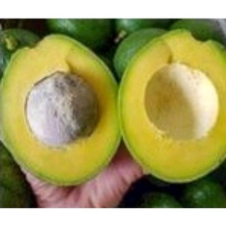 ANAK POKOK AVOCADO BOOTH 7🌱🔥Booth 7 Avacado Tree🌱🔥鳄鱼果 7 树苗🌱🔥Booth 7 ...