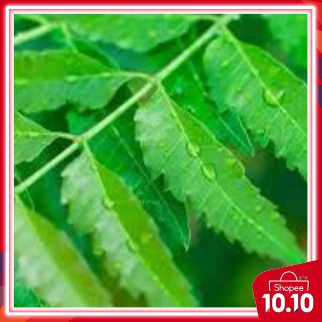 anak pokok Semambu / anak pokok Neem | Shopee Malaysia