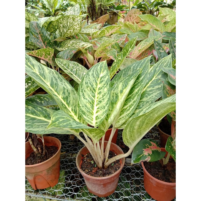 【RM54 ONLY 10%cashback】Aglaonema Special rare pokok plant Dieffenbachia ...