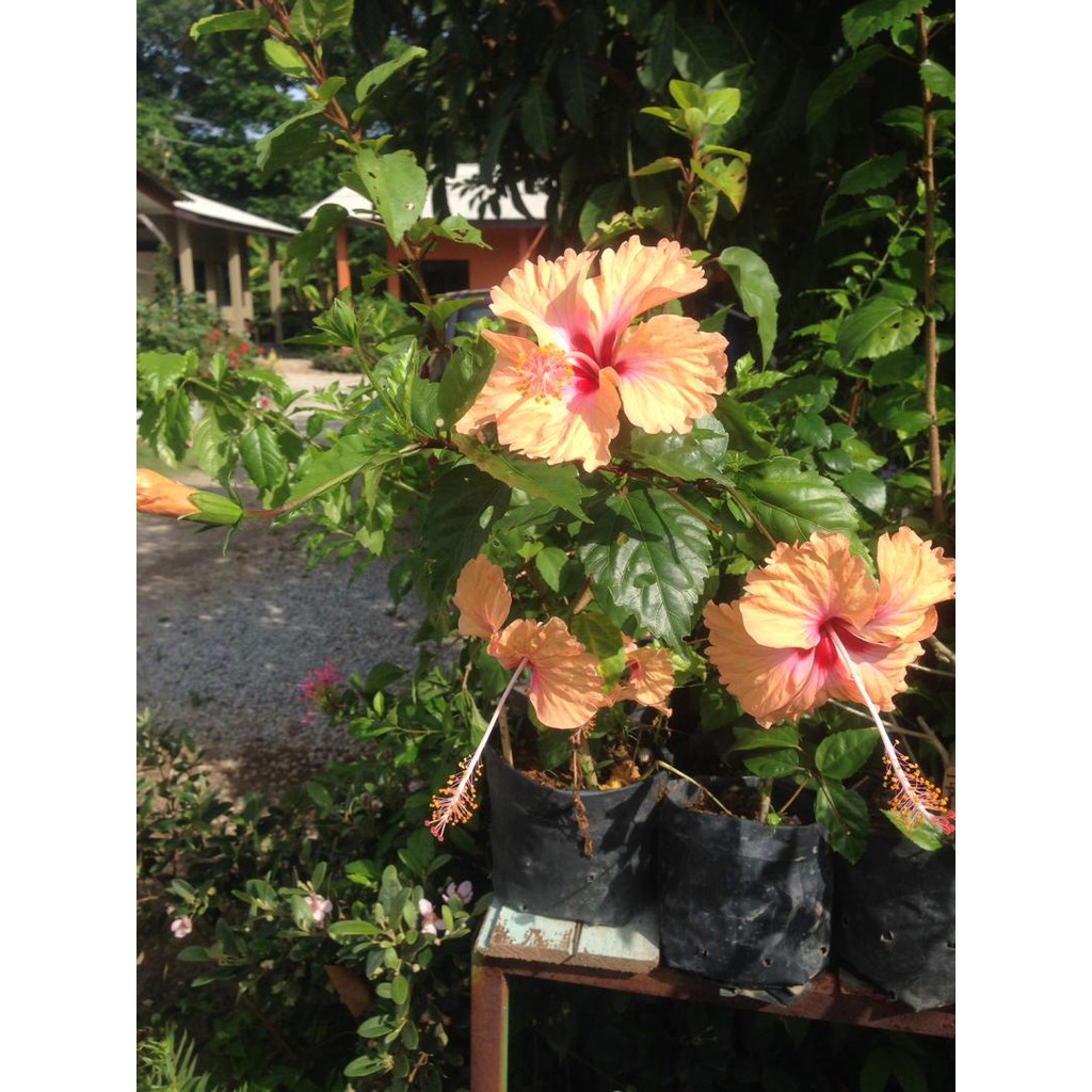Bunga Raya Peach Pokok Hidup / Hibiscus Peach Live Plant | Shopee Malaysia