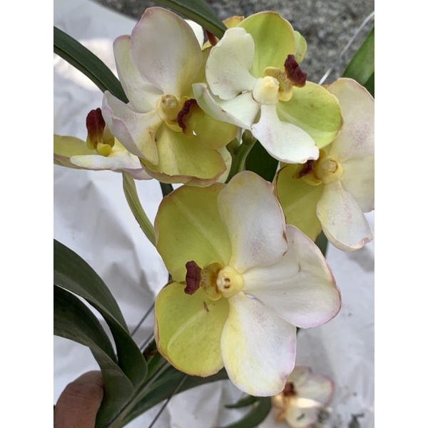 🔥🔥🔥HOT ITEM🔥🔥🔥VANDA 2 Tone @ RARE | Shopee Malaysia